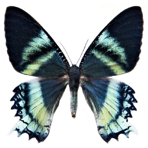 BicBugs Alcides orontes RECTO blue green black day flying moth Indonesia