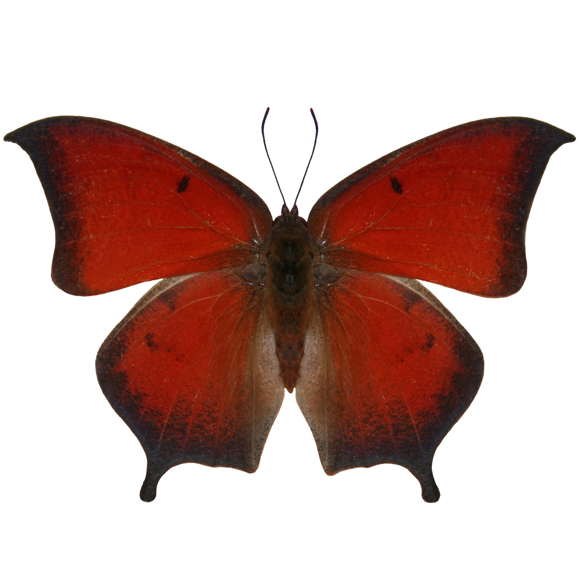 BicBugs Anaea ryphea "Flamingo Leafwing" red orange butterfly Peru