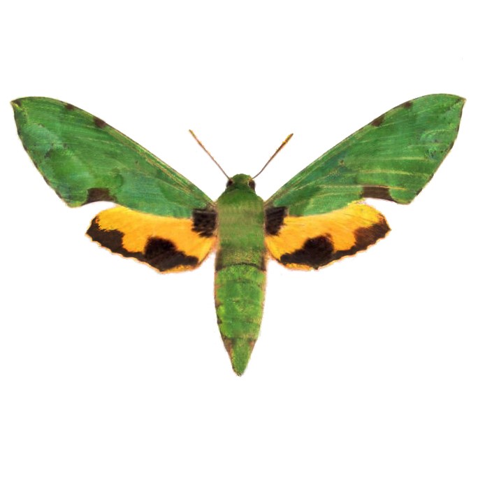 BicBugs Euchloron maegera "Verdant Hawkmoth" green sphinx Madagascar
