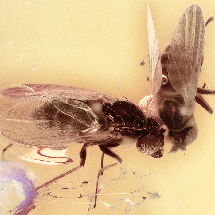 BicBugs TWO FOSSIL FLIES Diptera in Baltic amber 44 million years old ...