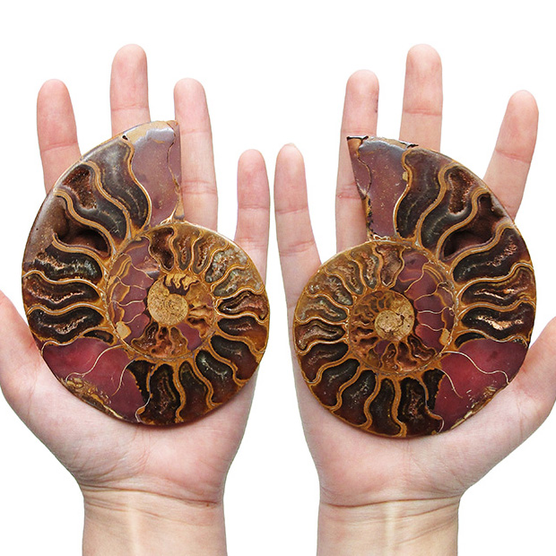 BicBugs PINK fossilized ammonite PAIR 3in extinct cephalopod