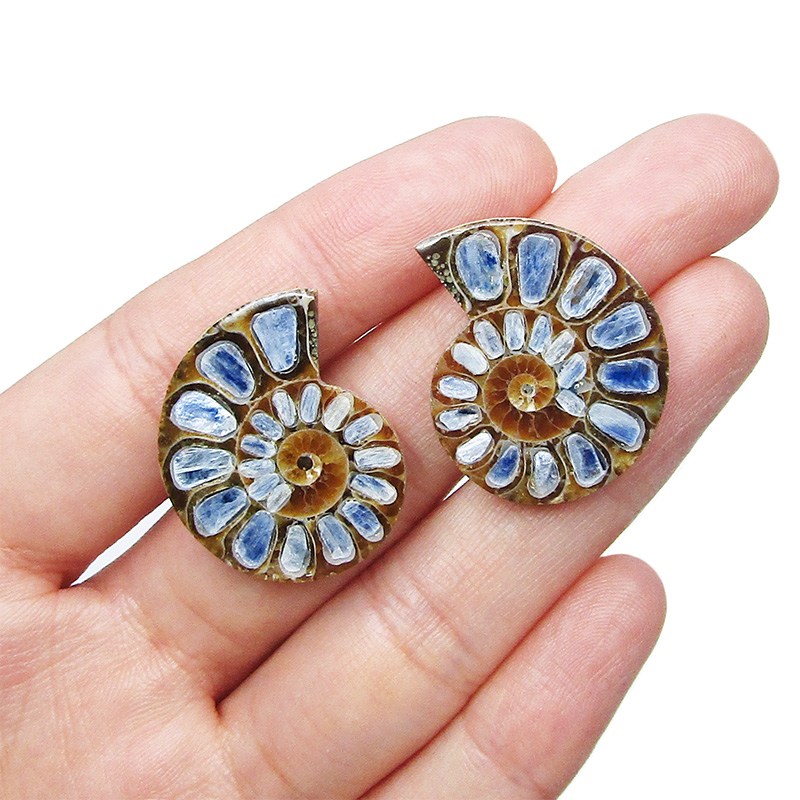 BicBugs PINK fossilized ammonite PAIR 3in extinct cephalopod